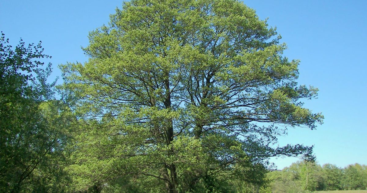 Comune di Tezze sul Brenta - Ontano nero
